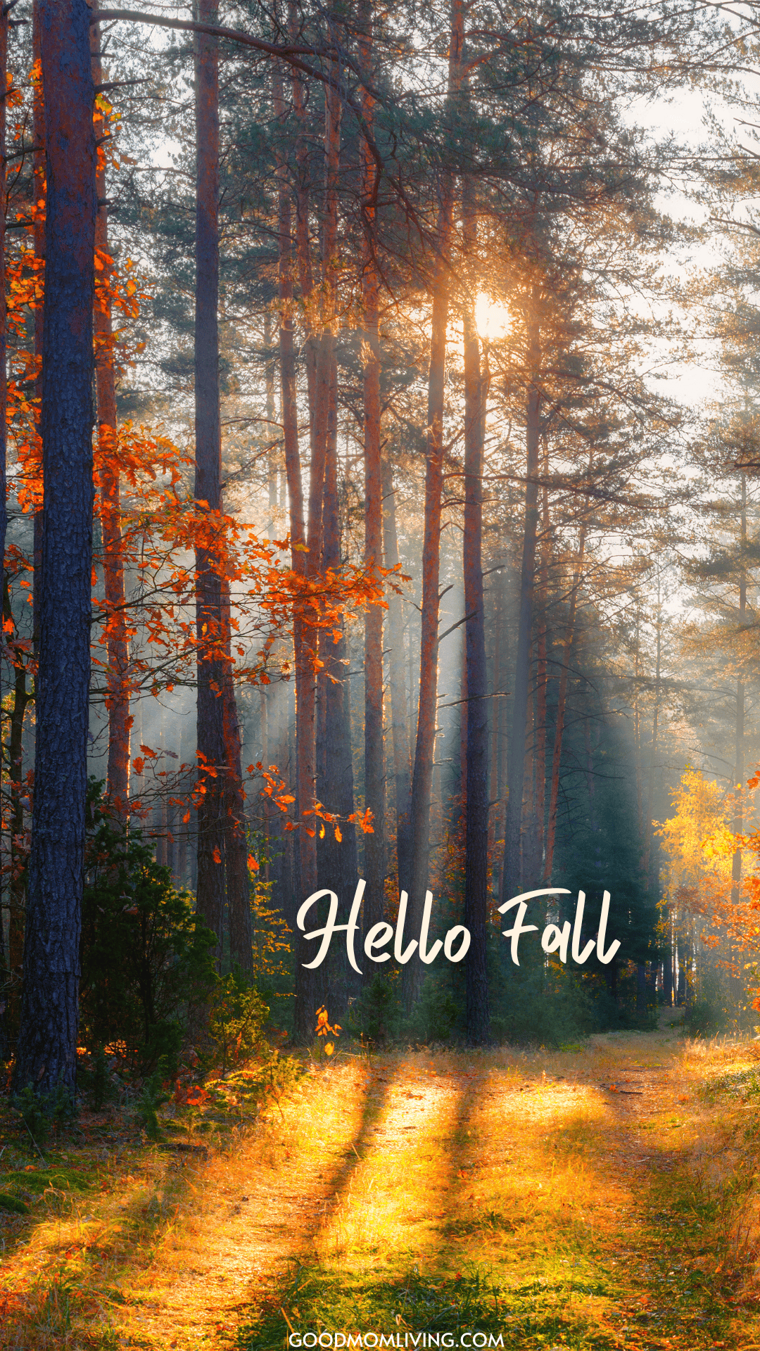 55+ Best Fall Phone Backgrounds (FREE Autumn Wallpaper) - Good Mom Living