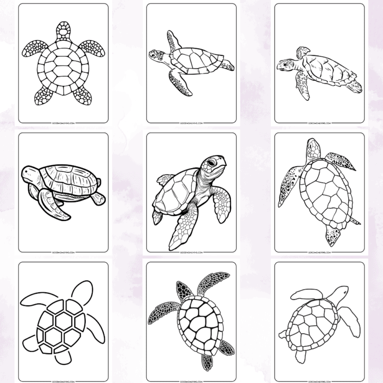 10 Page Sea Turtle Coloring Page Book - Good Mom Living