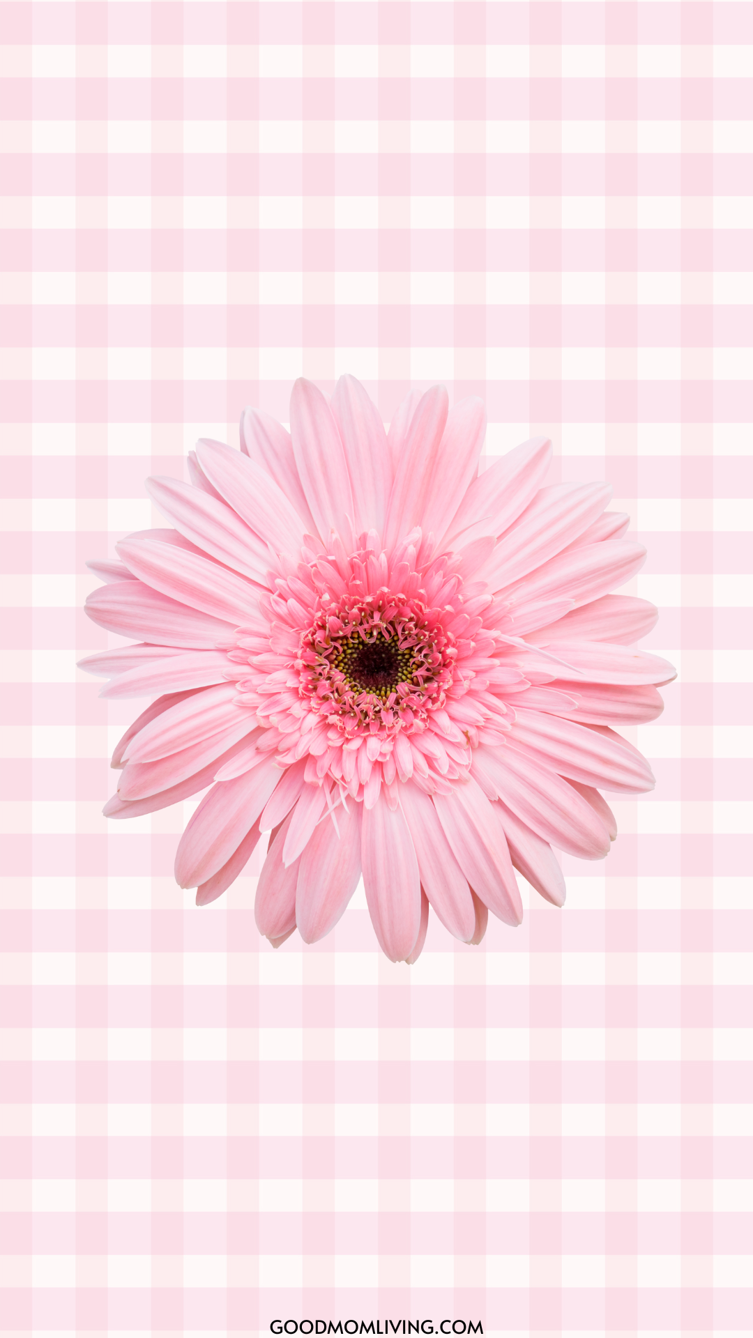 iPhone Pink Daisy Wallpaper Designs That Are Sweet and Stylish - Good ...