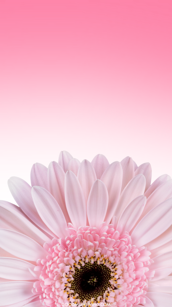 iPhone Pink Daisy Wallpaper Designs That Are Sweet and Stylish - Good ...