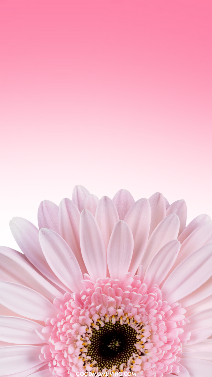 iPhone Pink Daisy Wallpaper Designs That Are Sweet and Stylish - Good ...